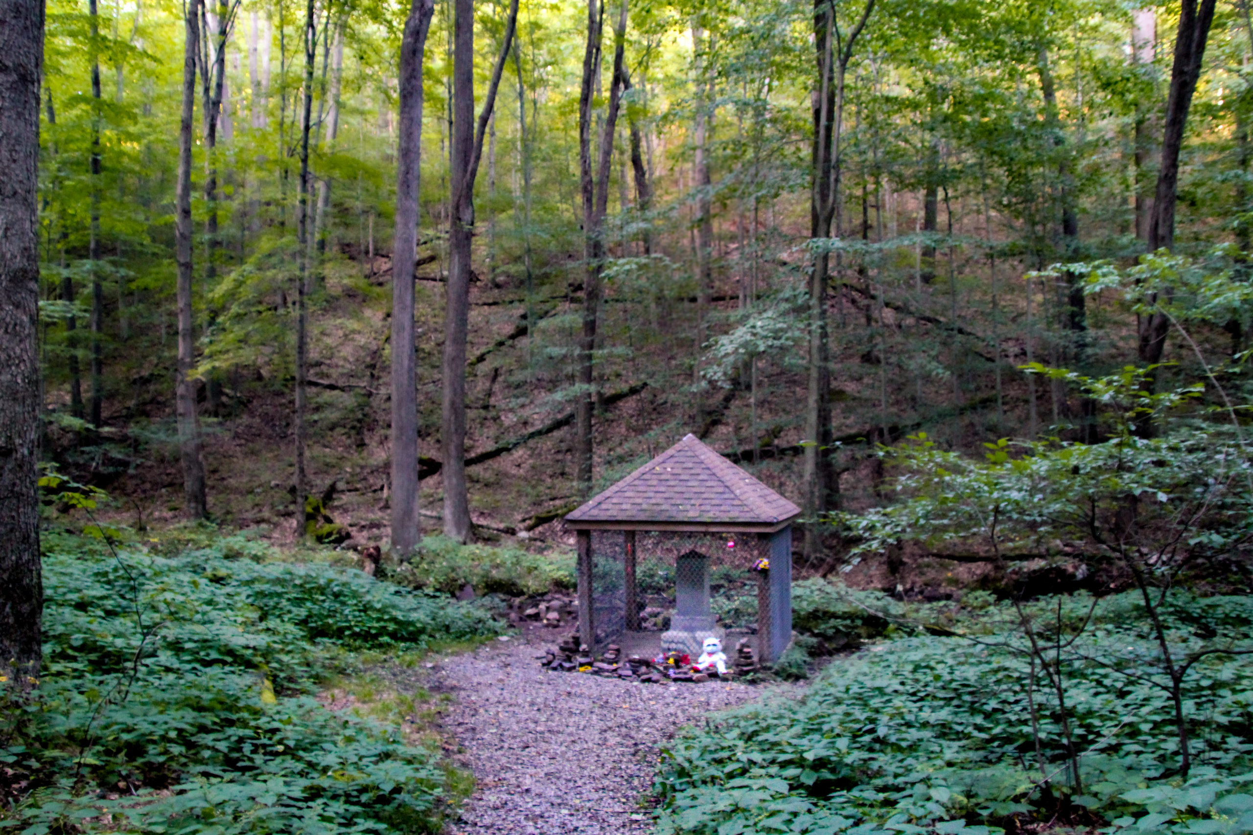 Finding The Lost Children of the Alleghenies - Catbird Life