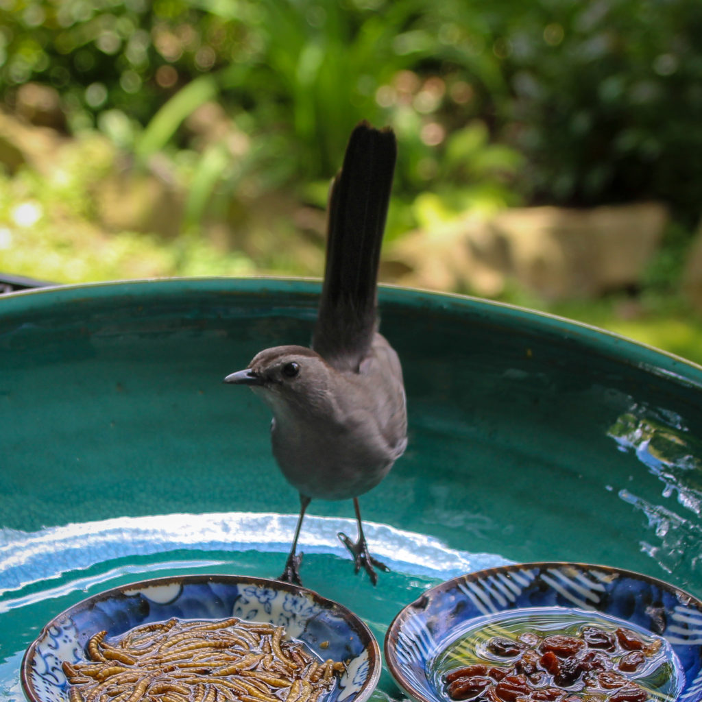 Catbird Life Lessons: A legacy of truth, beauty, and eternal connection ...