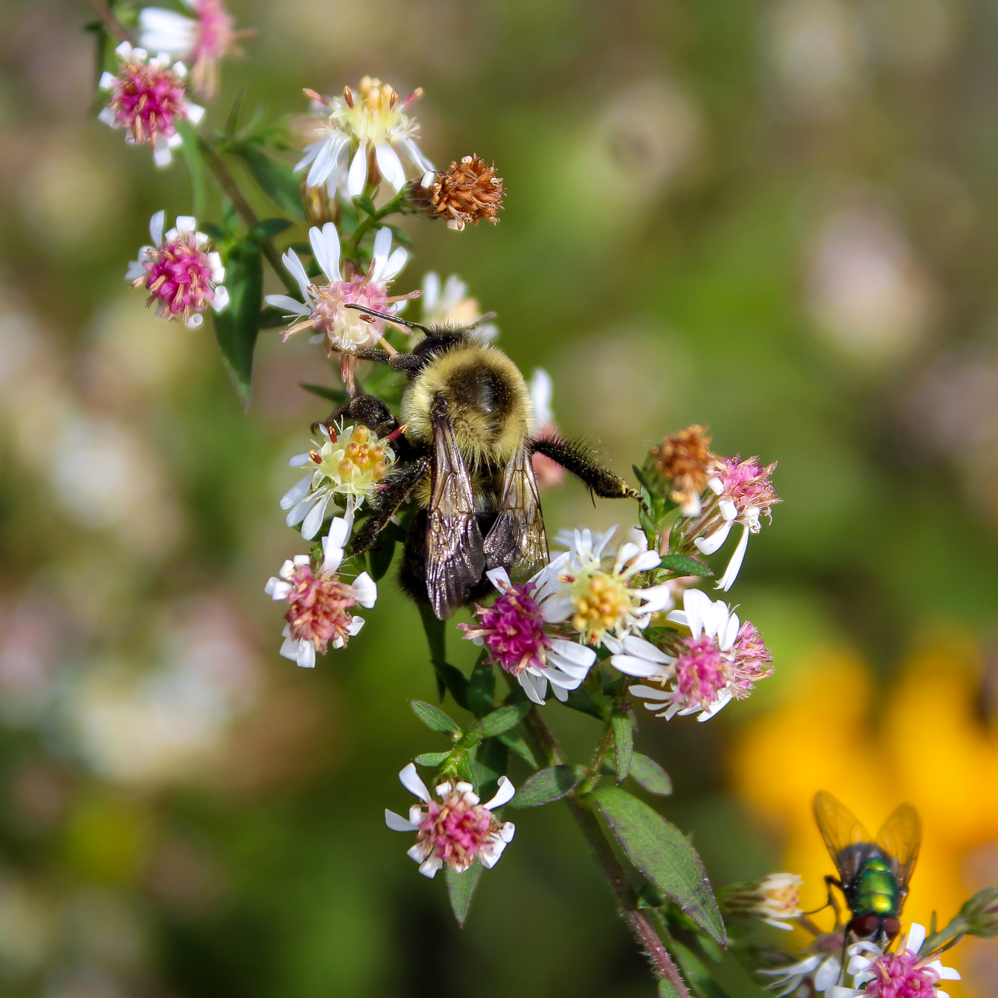 Celebrating the Birds & the Bees (and the Flies & the Wasps) - Catbird Life